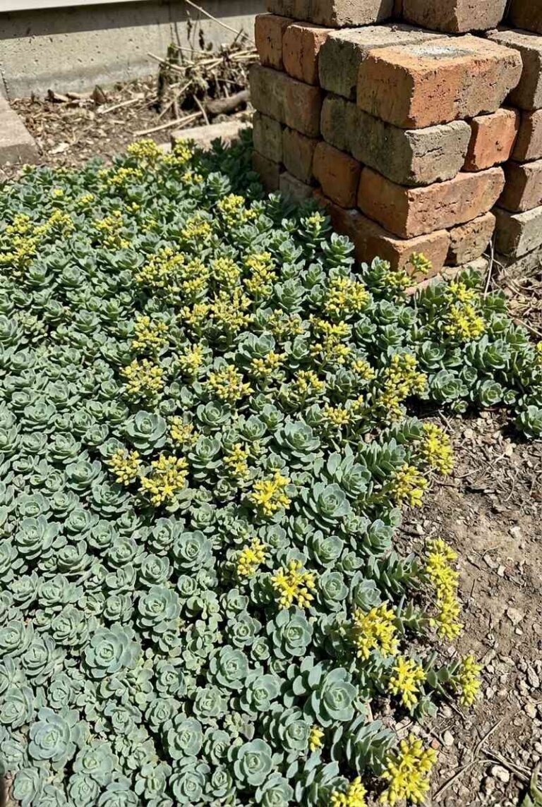 15 Fast-Growing Ground Covers That Actually Choke Out Weeds - Family ...